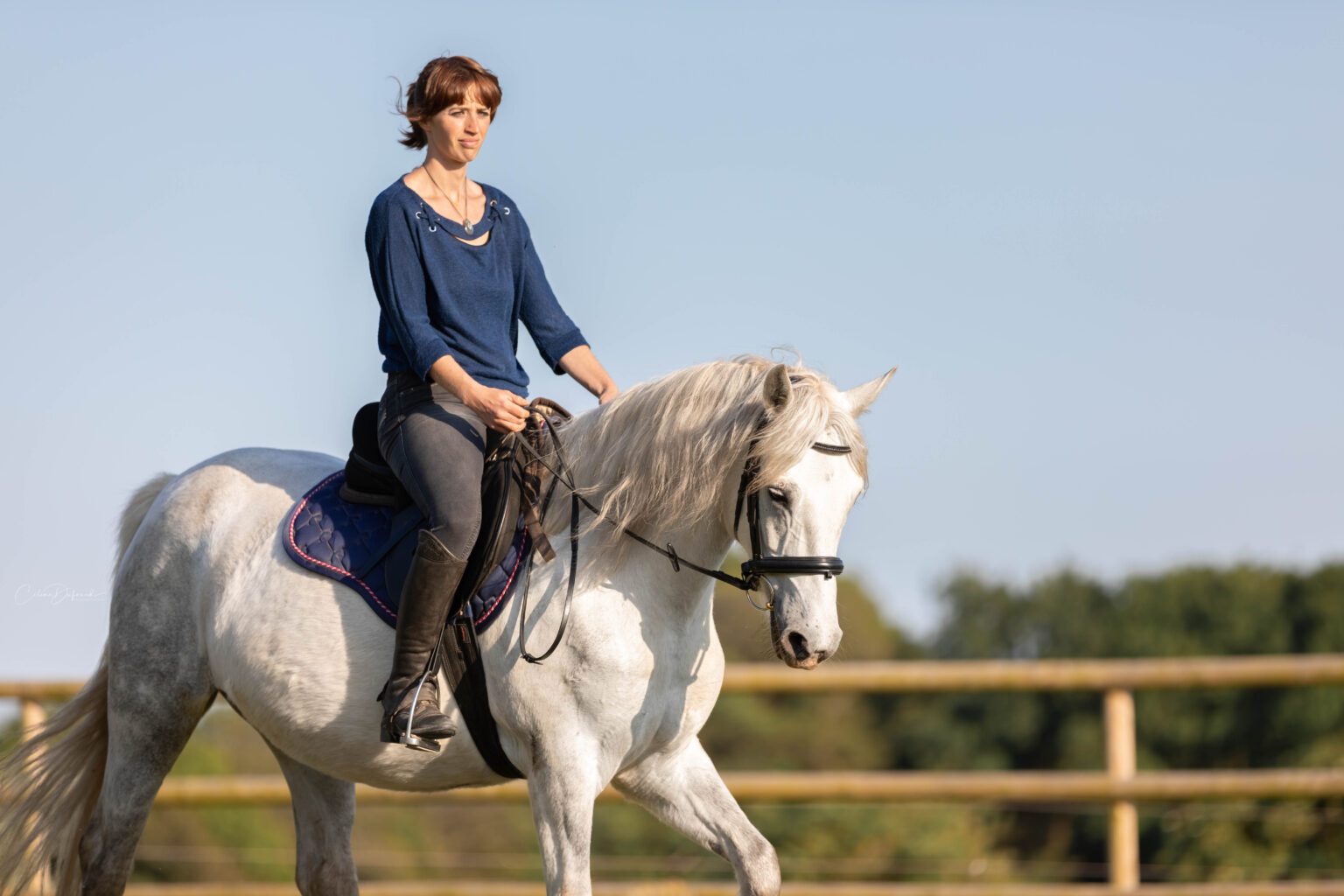La position du cavalier : le bassin
